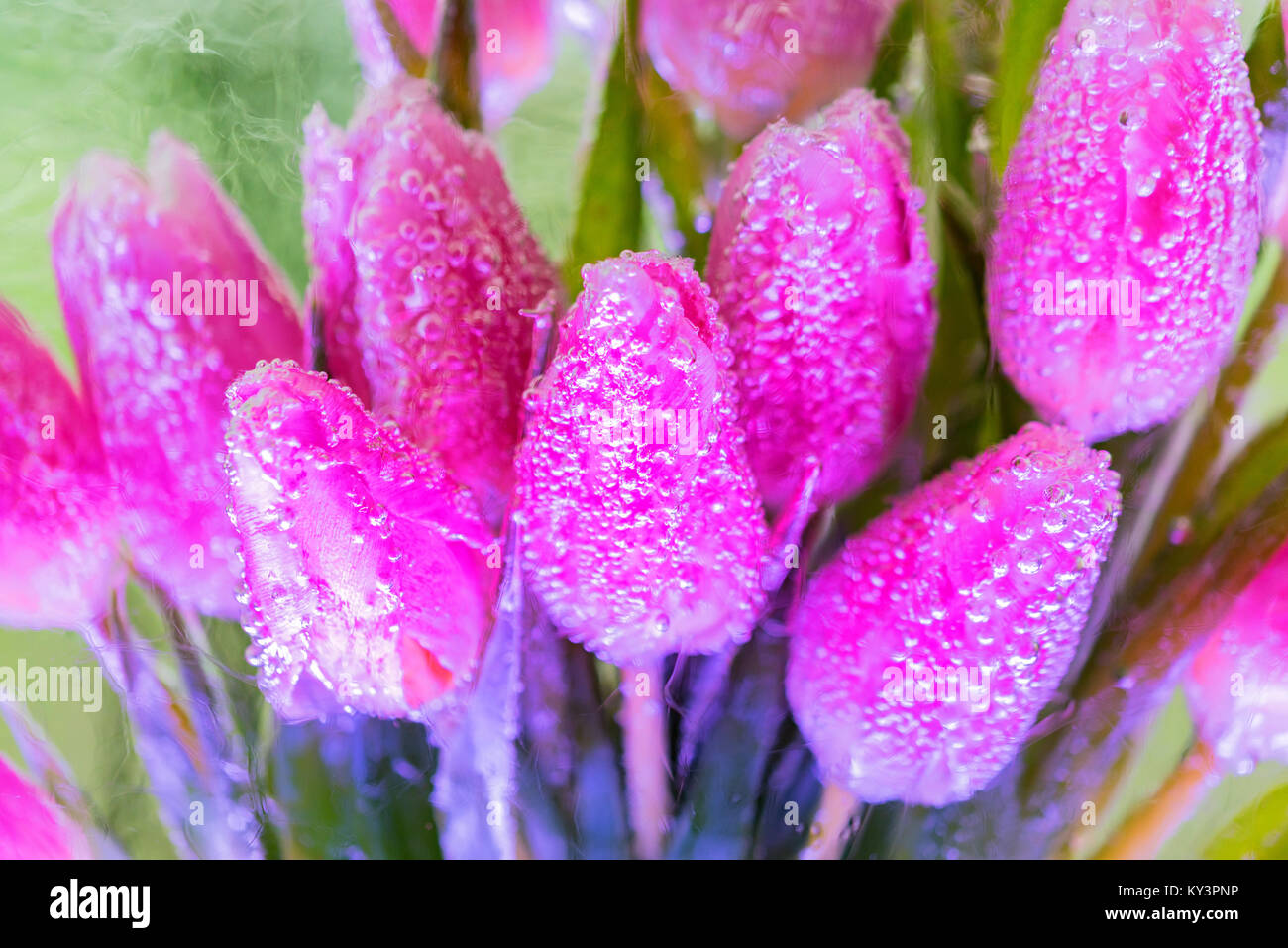 Decorative carved tulip hi-res stock photography and images - Alamy