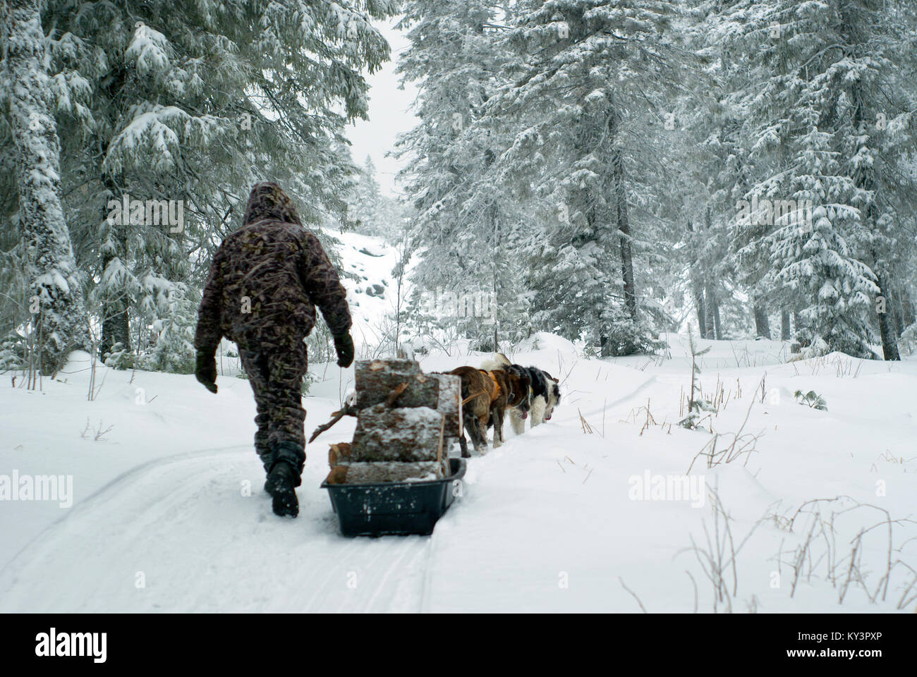 transportation of firewood by dog sledding through the forest Stock ...