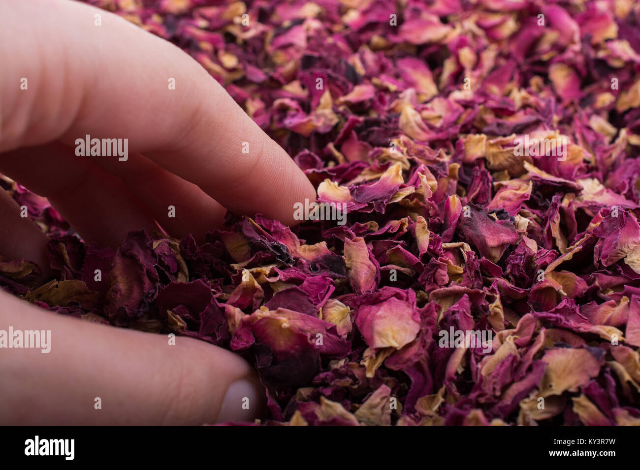Dried rose petals as herbal tea is in hand Stock Photo - Alamy