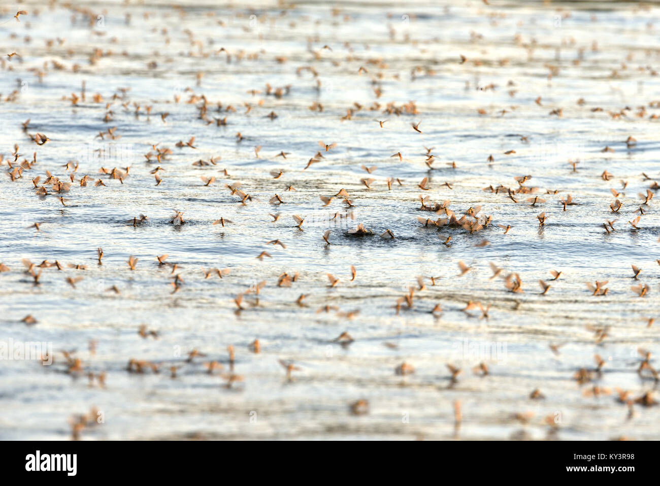 An Invasion of Long-tailed Mayfly (Palingenia longicauda) in Sunset ...