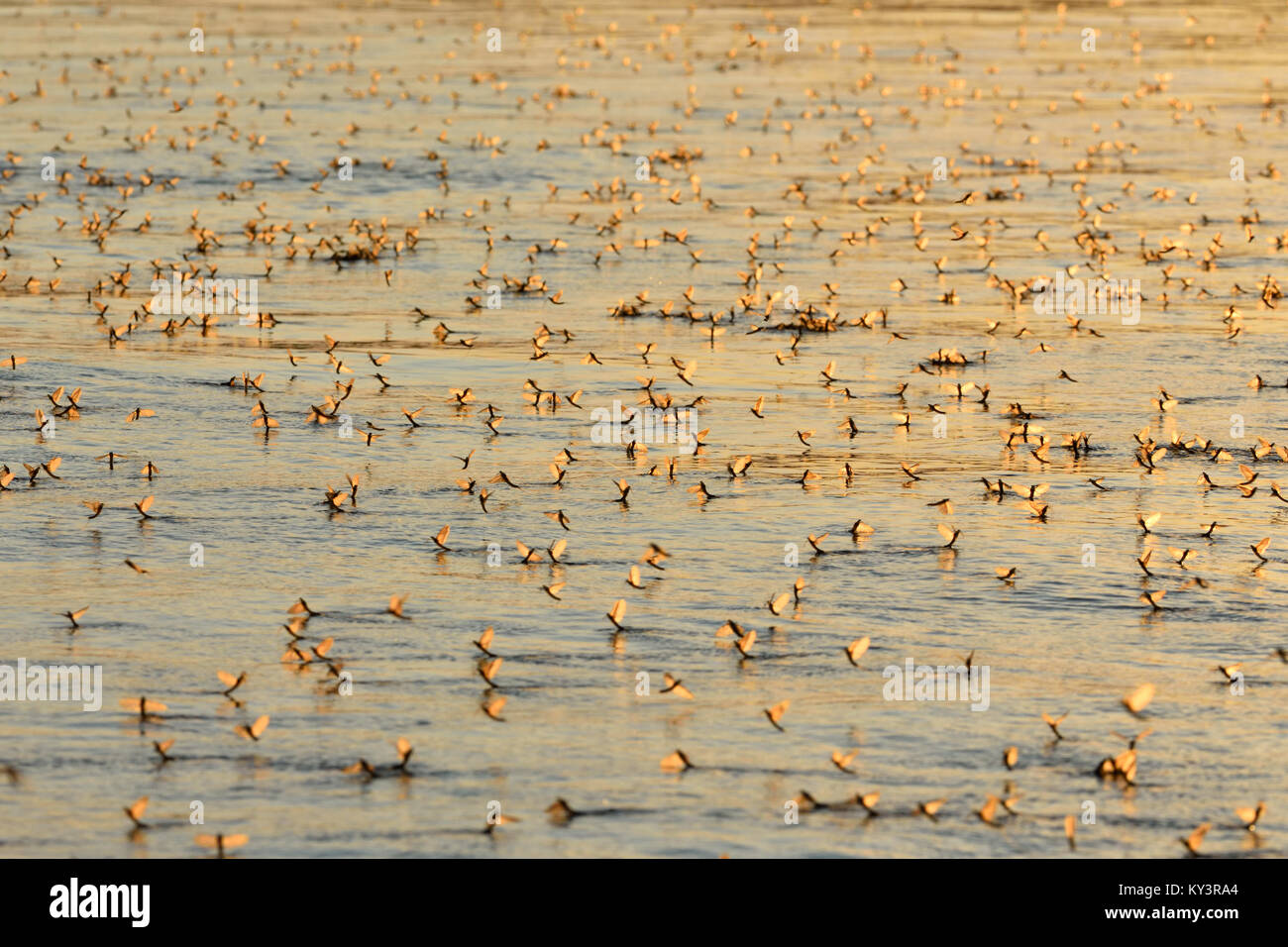 An Invasion of Long-tailed Mayfly (Palingenia longicauda) in Sunset ...