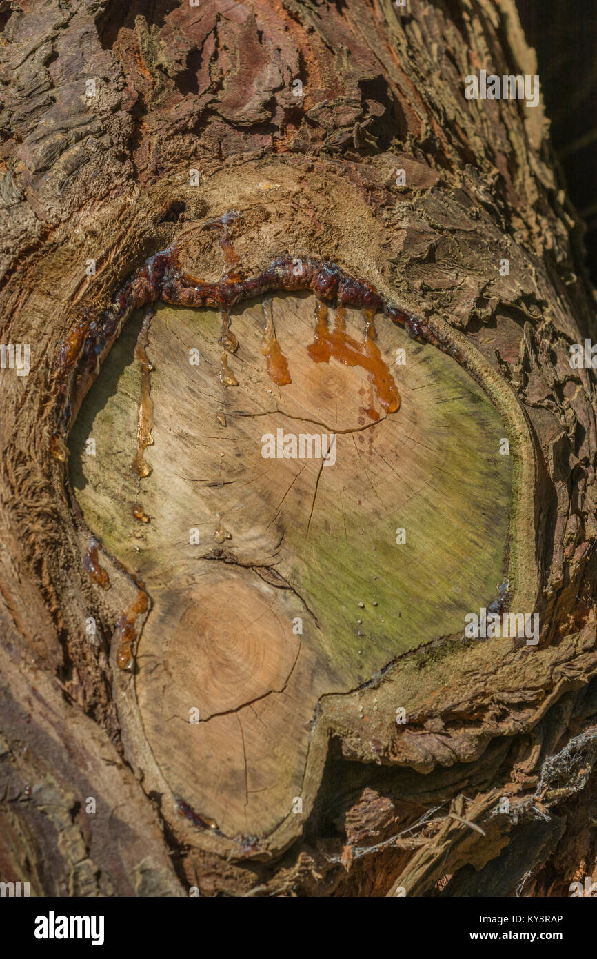 Tree Sap Ooze High Resolution Stock Photography and Images - Alamy