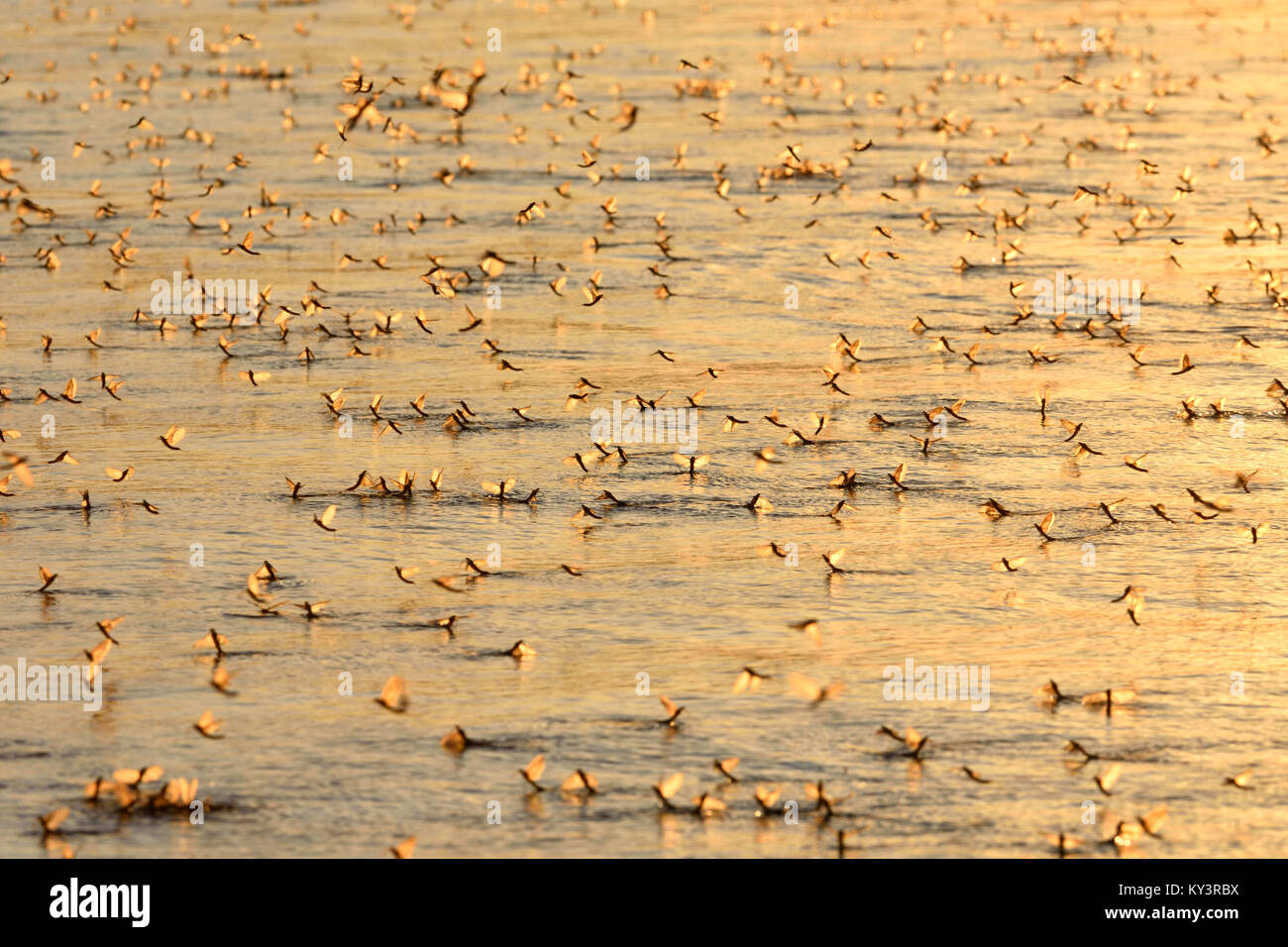 An Invasion of Long-tailed Mayfly (Palingenia longicauda) in Sunset ...