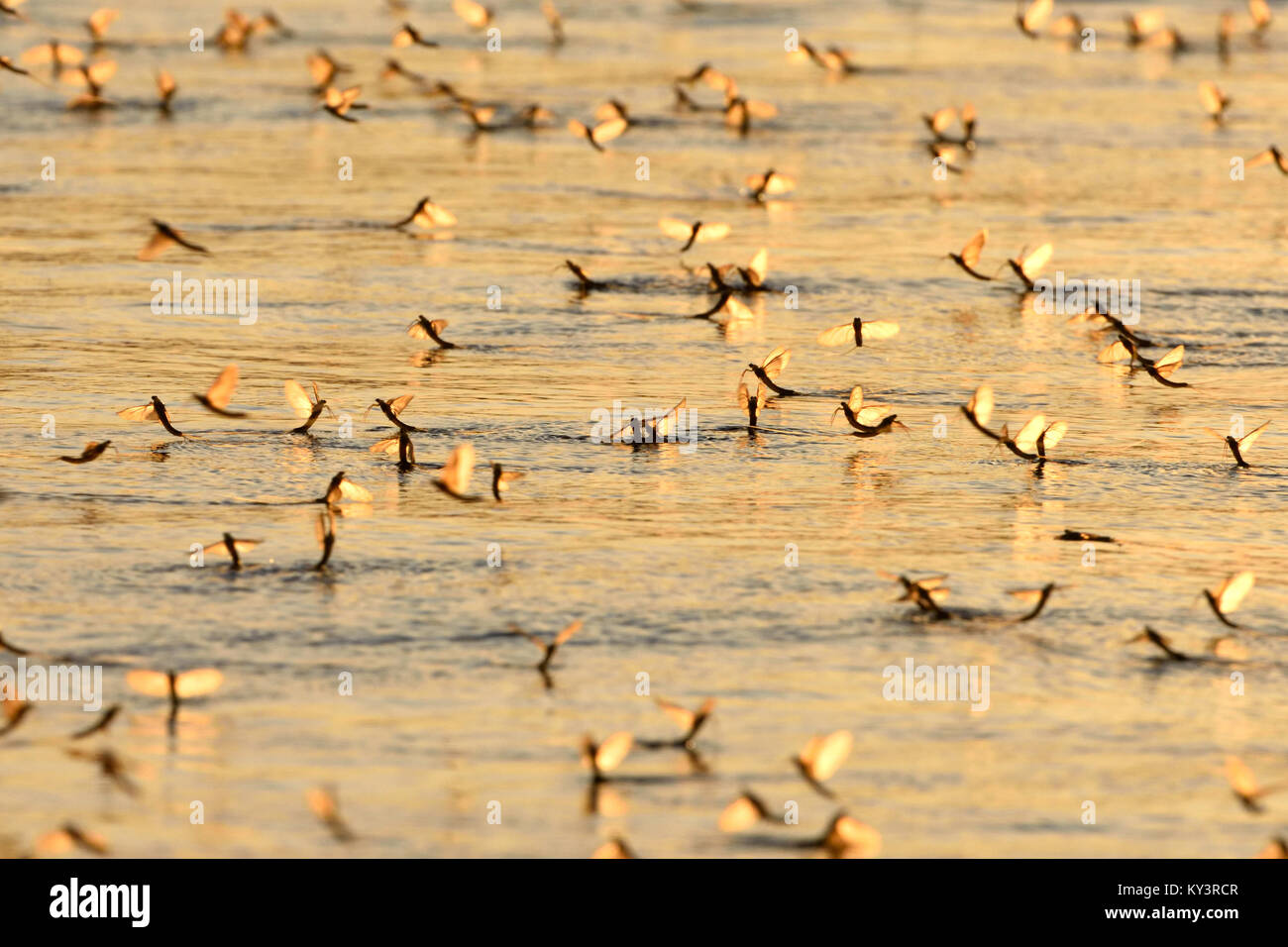 An Invasion of Long-tailed Mayfly (Palingenia longicauda) in Sunset ...