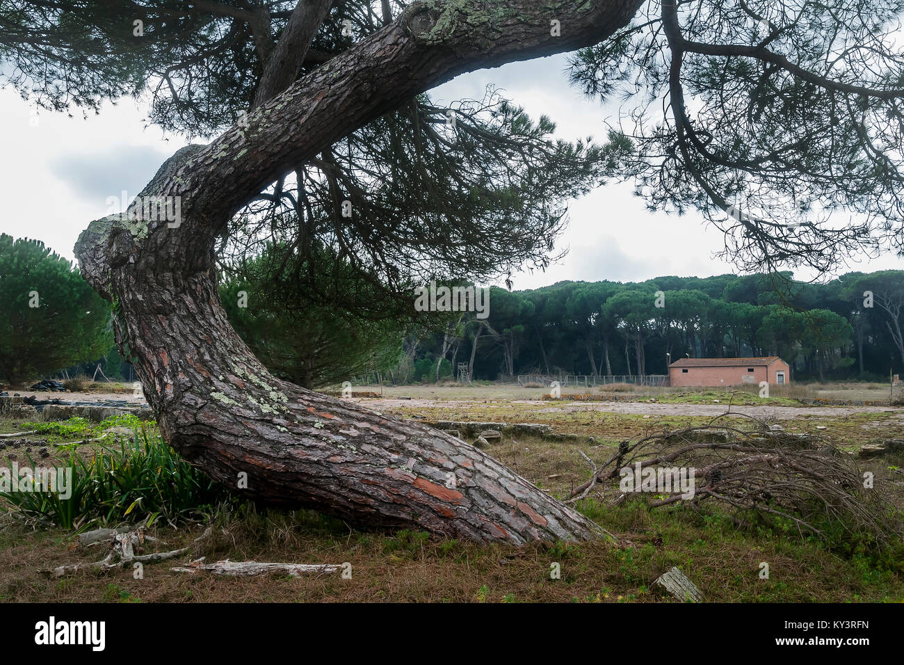 Twisted pine tree hi-res stock photography and images - Alamy