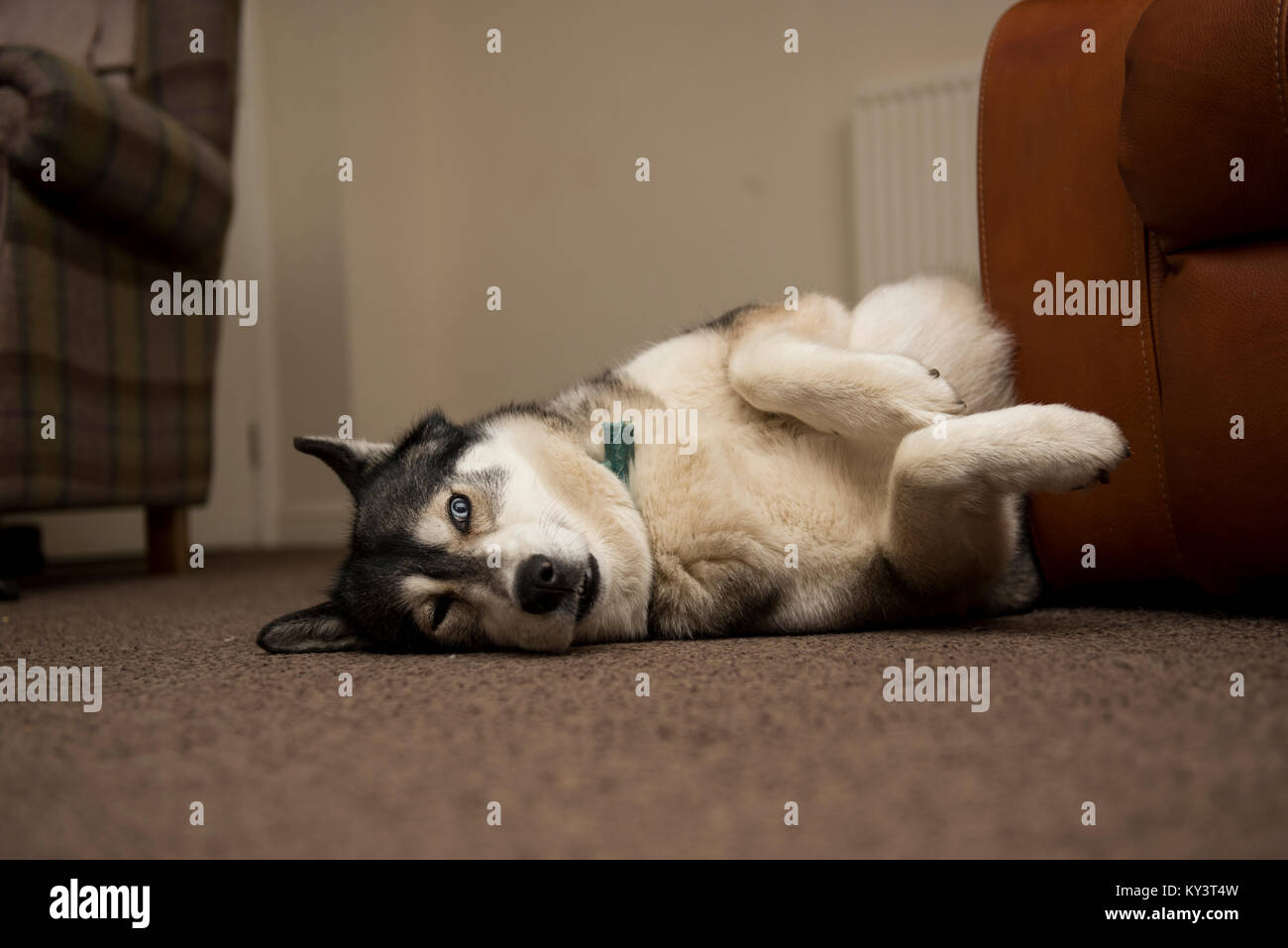 Sleeping husky dog lazing on the carpet next to settee. Paws in the air ...