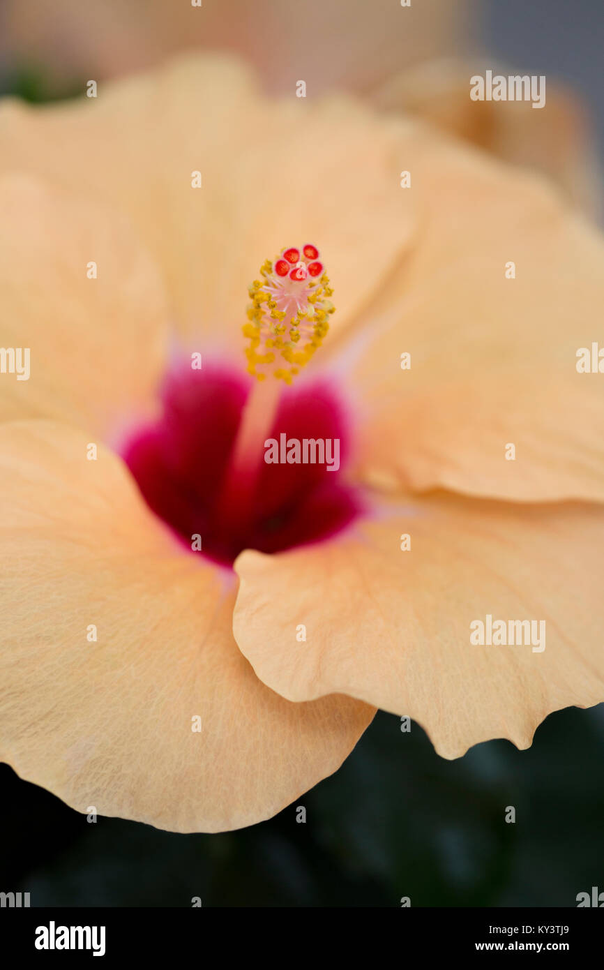 Close-up of the stamen of a Hibiscus flower Stock Photo - Alamy