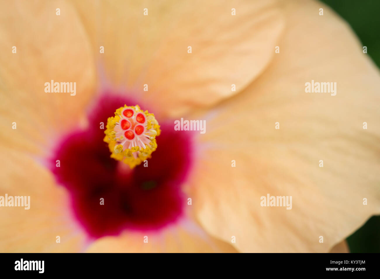 Close-up of the stamen of a Hibiscus flower Stock Photo - Alamy