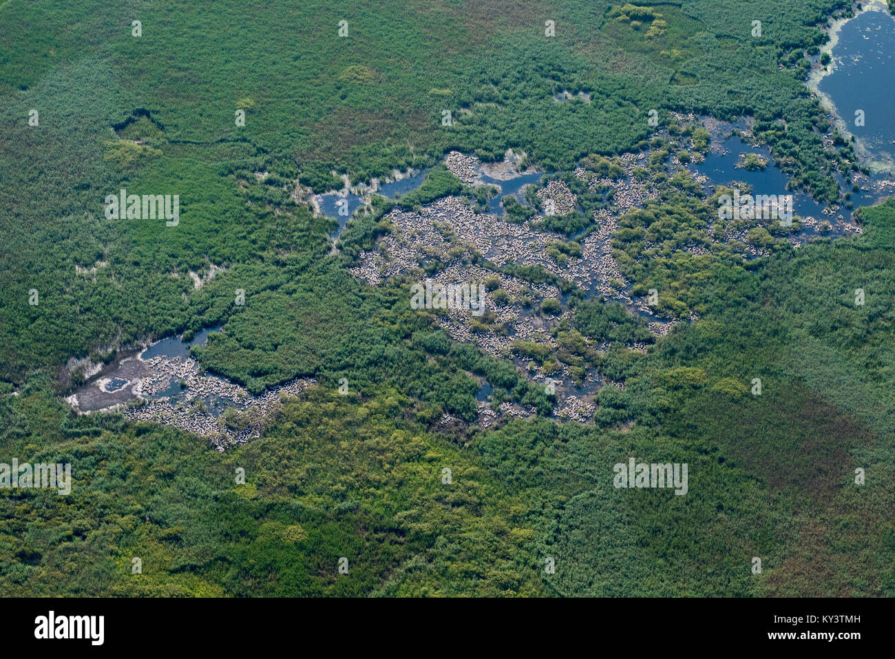 Aerial Aerial View Over White Pelicans Colony (Rosca - Buhaiova), in ...