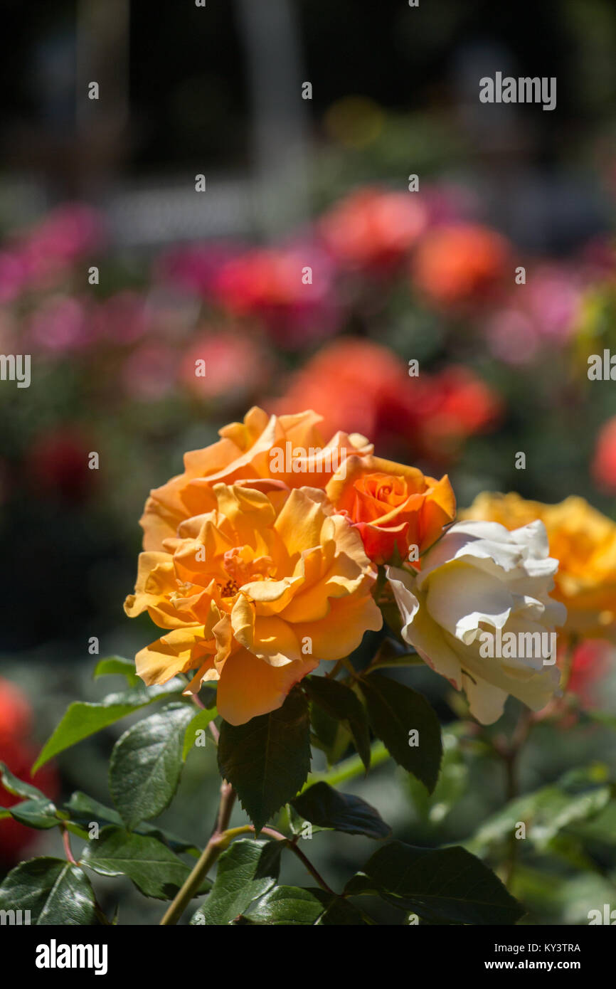 Beautiful colorful Rose Flower on garden background Stock Photo - Alamy