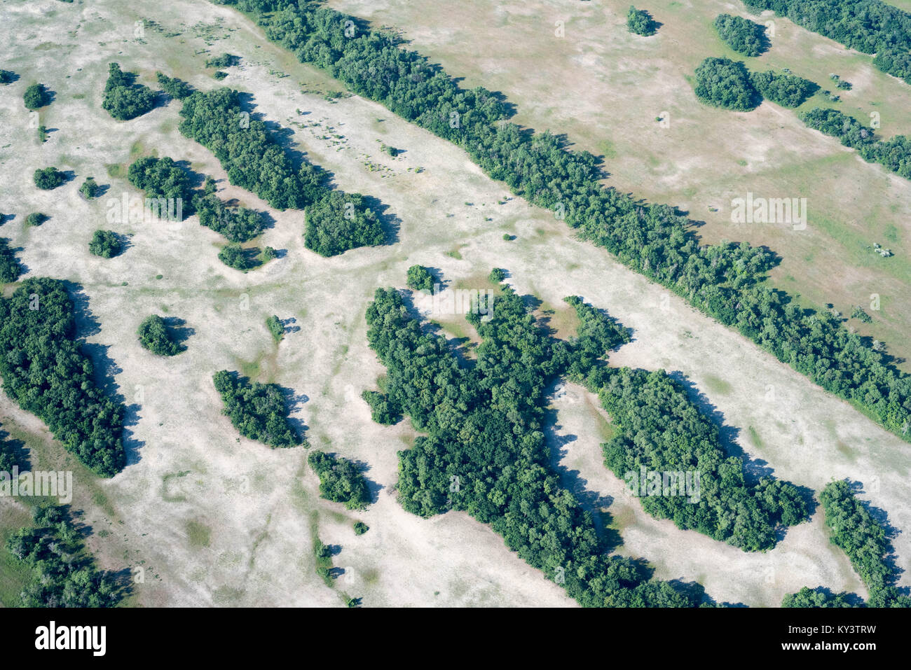 Aerial View Over Letea Forest in the Danube Delta, Romania, the forest ...