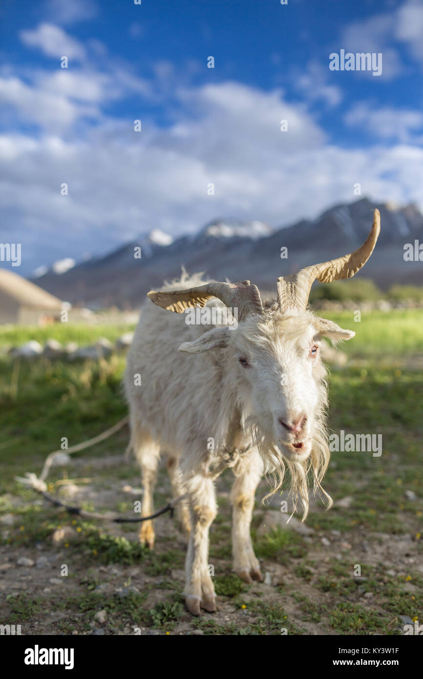 Himalayan goat hi-res stock photography and images - Alamy