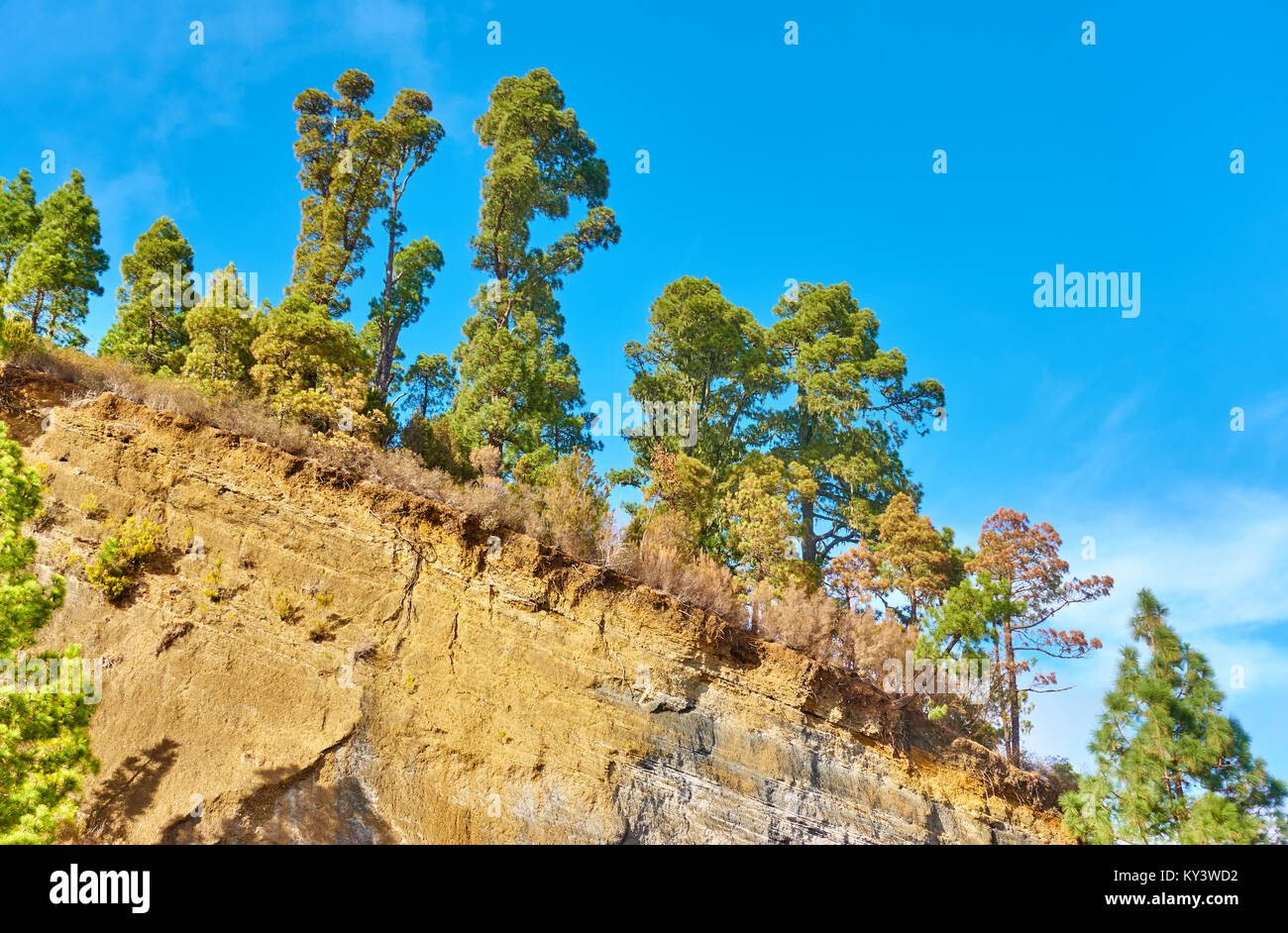 Trees on a scarp in the highland of Tenerife Island, The Canaries Stock ...