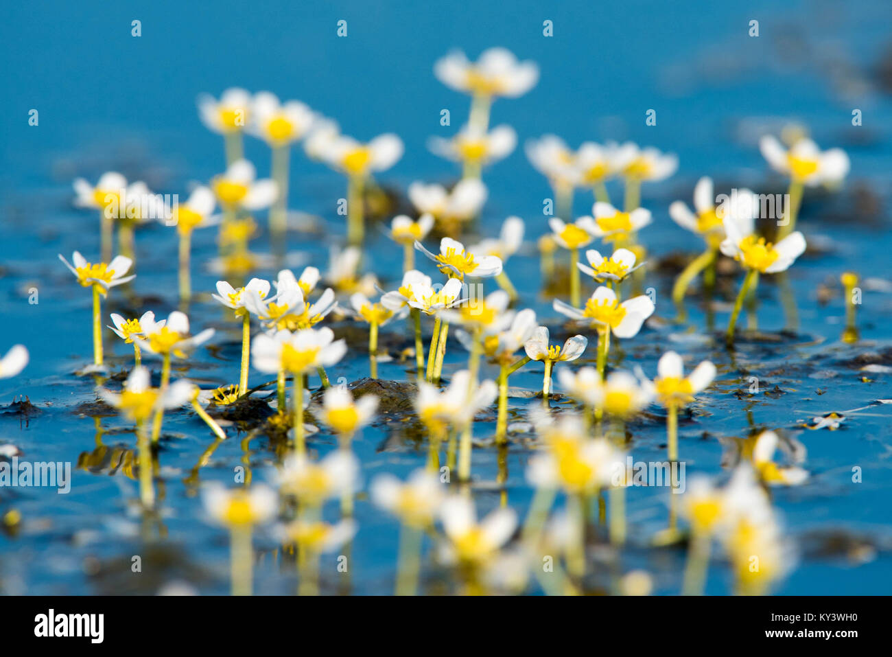 White Water Crowfoot (Ranunculus fluitans) floating on water in Summer ...