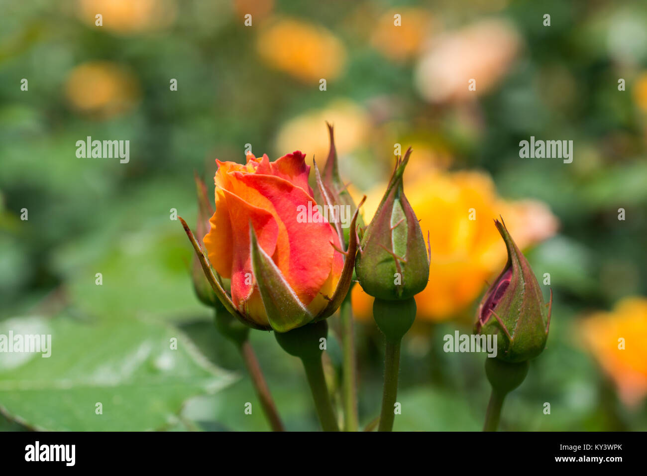 Beautiful colorful Rose Flower on garden background Stock Photo - Alamy