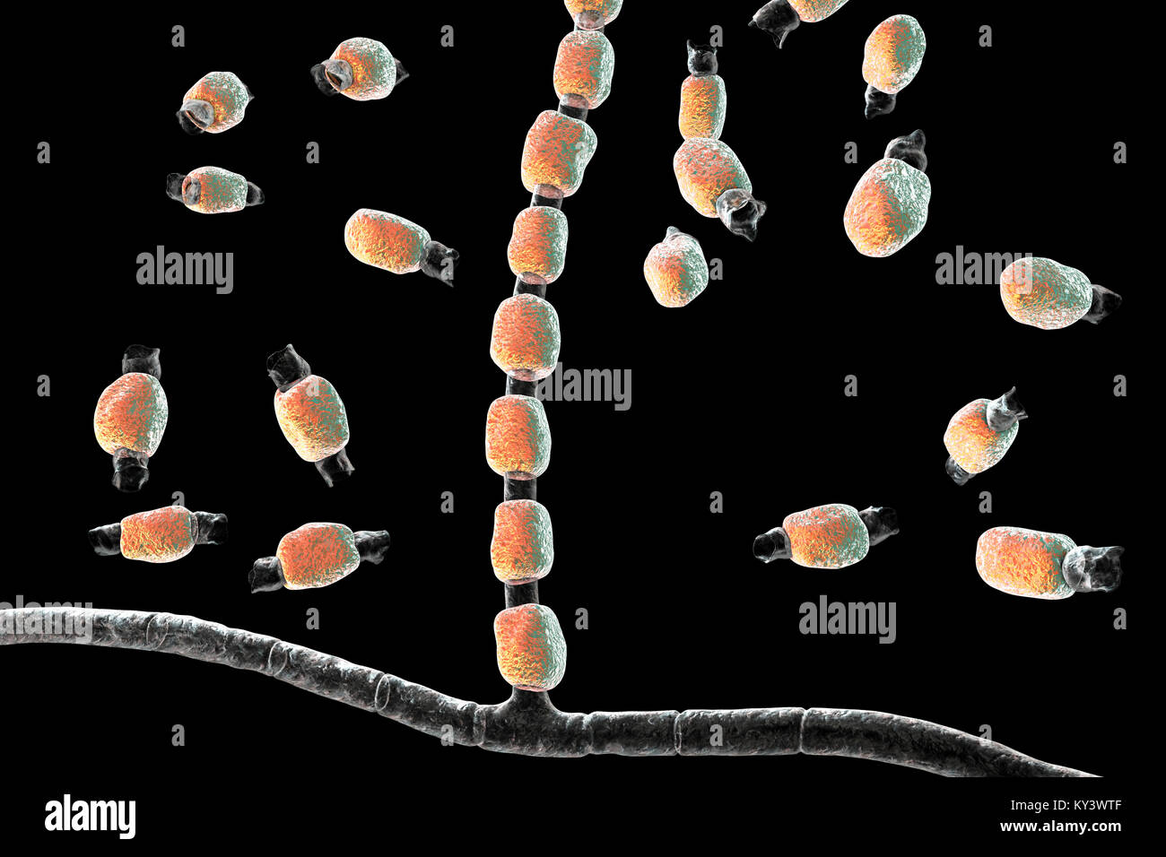 Coccidioidomycosis fungus. Computer illustration of thick-walled ...