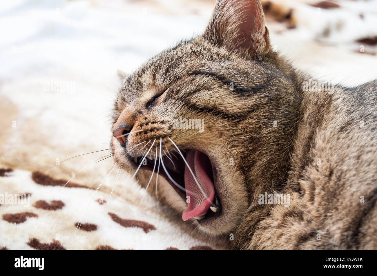 Pussicat hi-res stock photography and images - Alamy