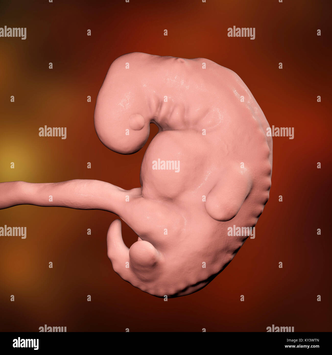 4 weeks embryo hi-res stock photography and images - Alamy