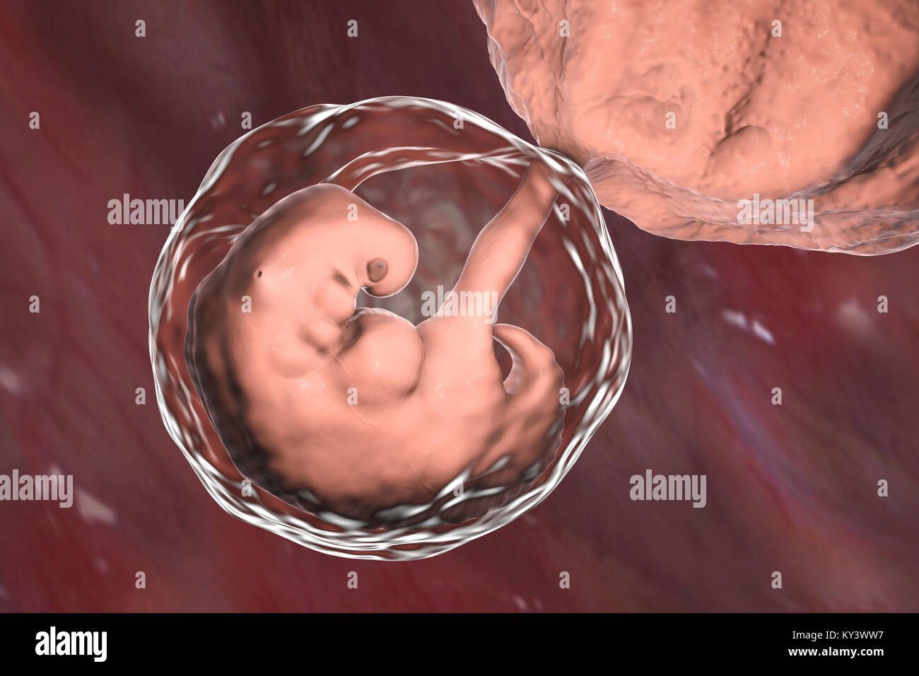 Embryo during the middle part of the 4th week, computer illustration ...