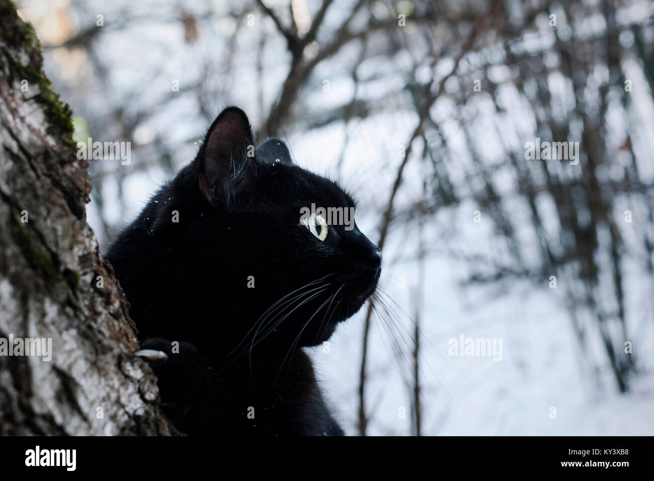 Black cat in the snowy winter forest Stock Photo - Alamy