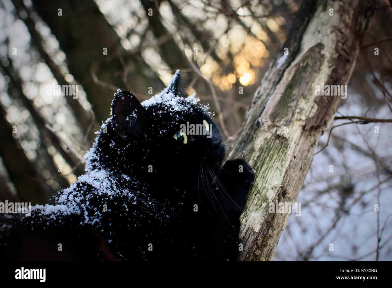 Winter forest snowflake hi-res stock photography and images - Alamy