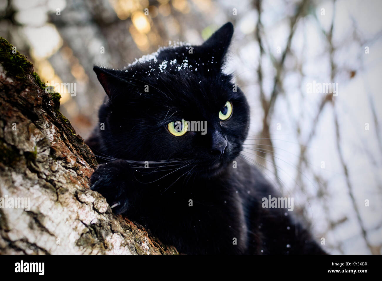 Black cat in the snowy winter forest Stock Photo - Alamy
