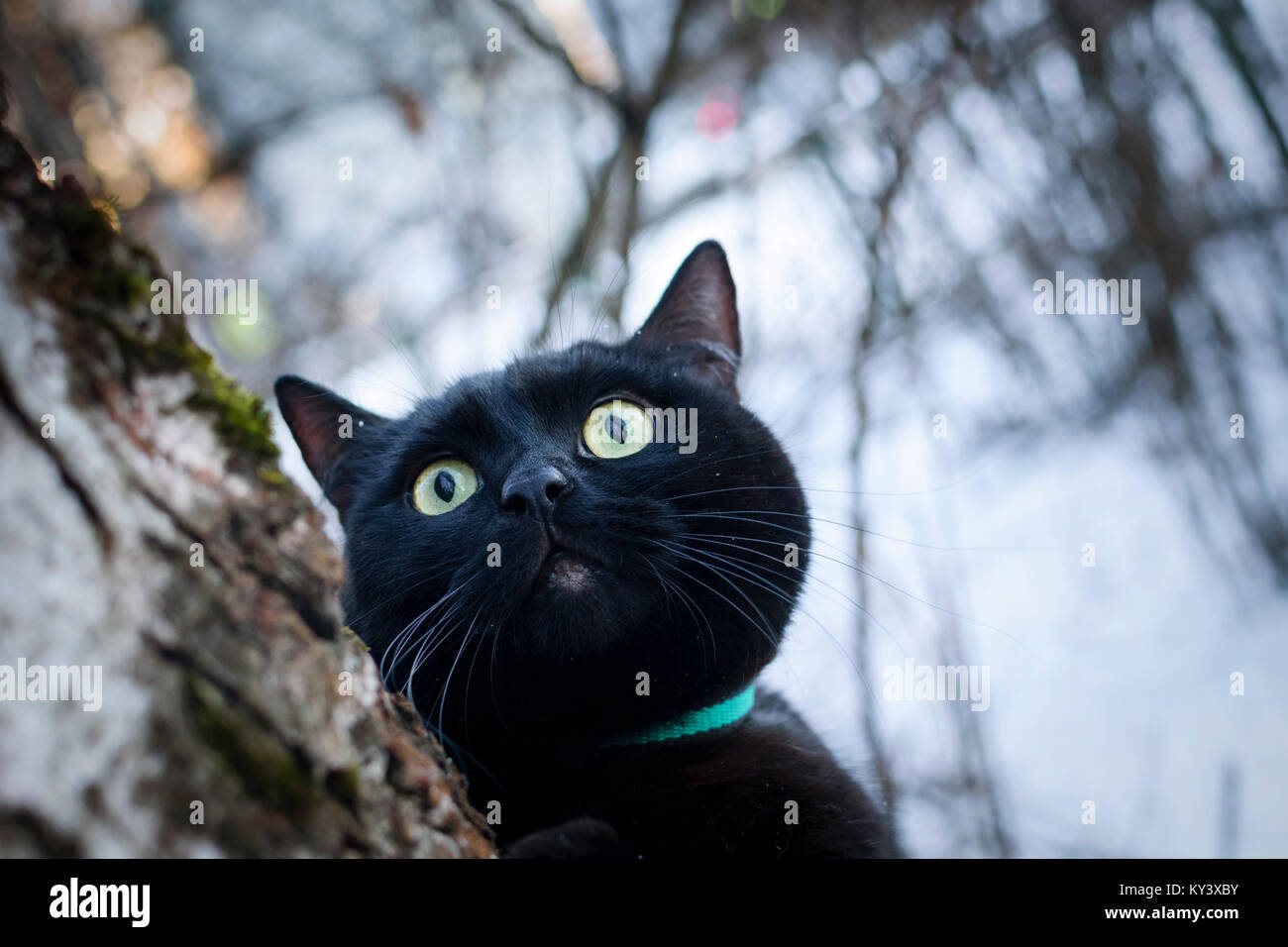 Black cat in the snowy winter forest Stock Photo - Alamy