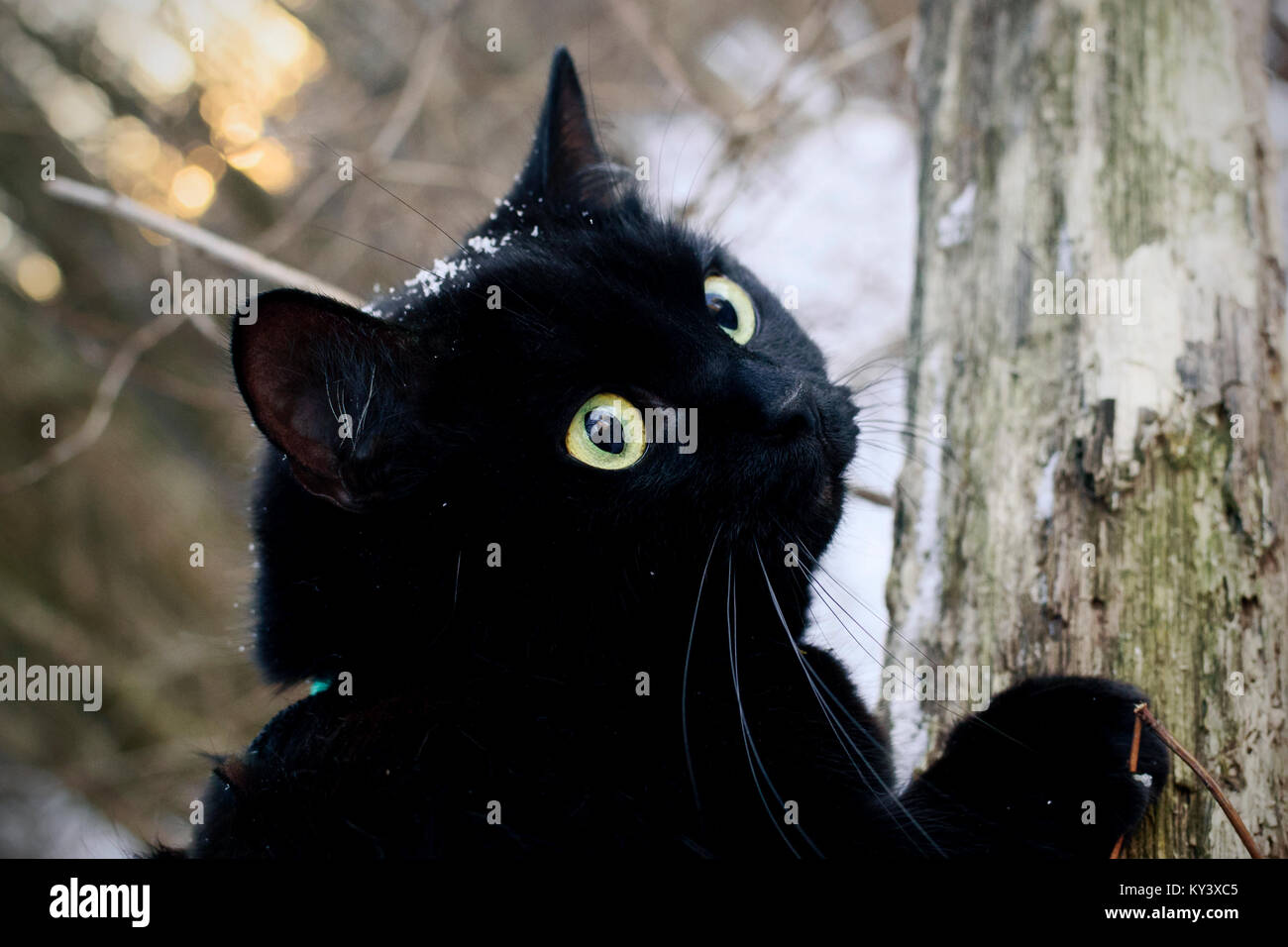 Black cat in forest hi-res stock photography and images - Alamy
