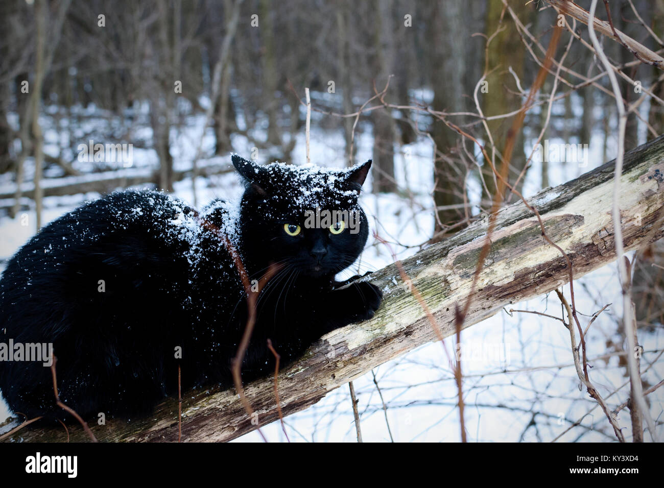 Black cat in the snowy winter forest Stock Photo - Alamy