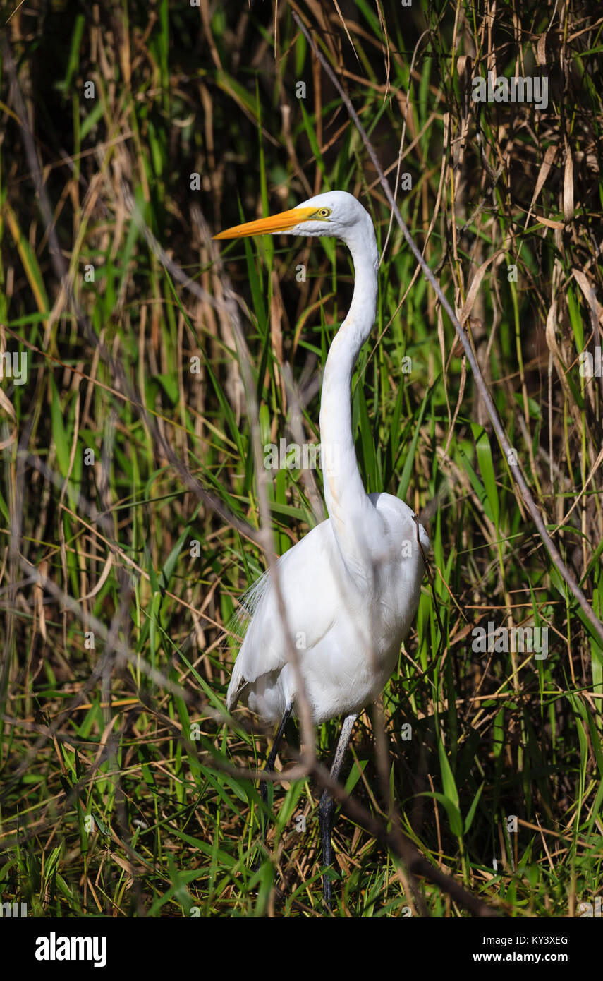 Swamp white hi-res stock photography and images - Alamy