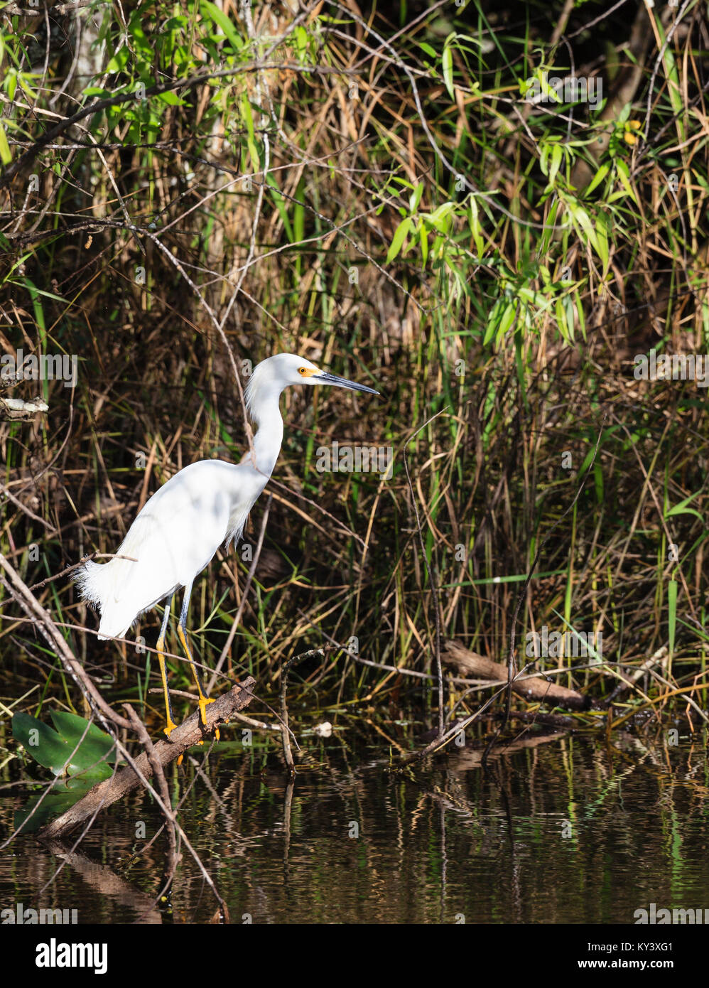 Nature swamp wildlife egret hi-res stock photography and images - Alamy