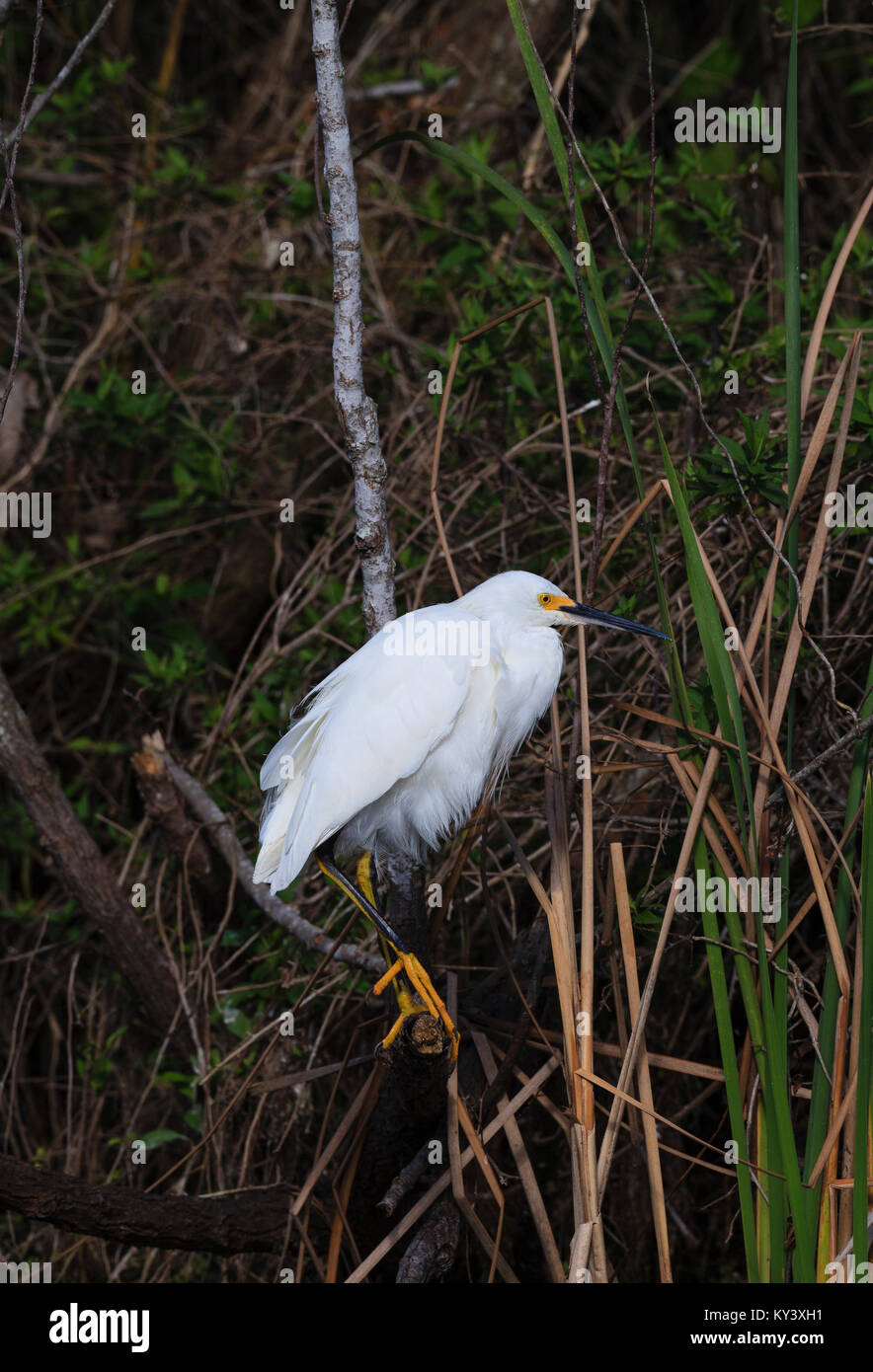 A Snowy Egret amongst the swamps of the Everglades National Park ...