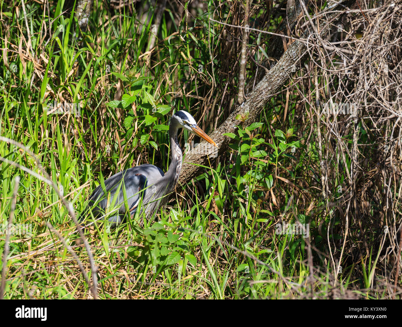 Everglades area hi-res stock photography and images - Alamy