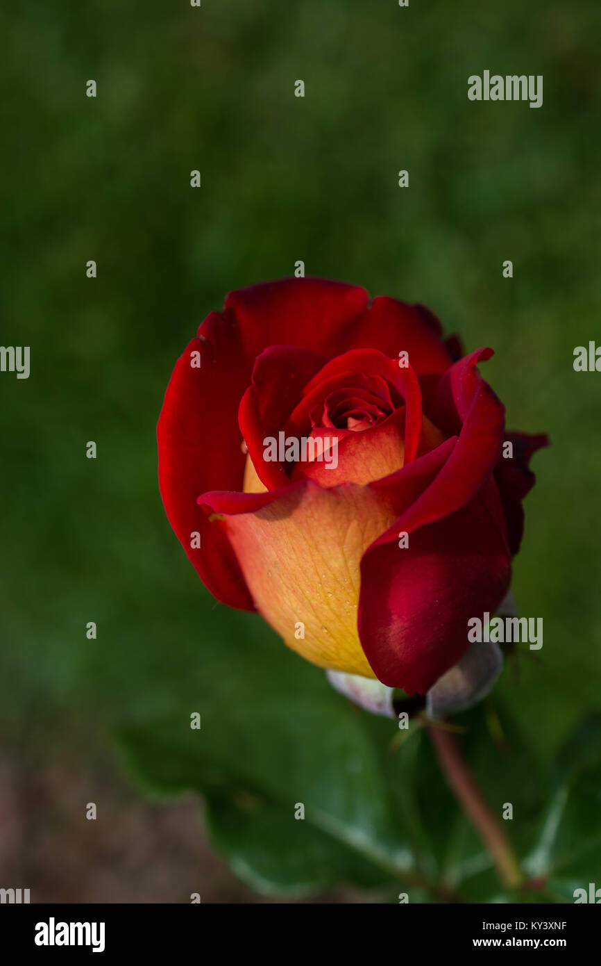 Beautiful colorful Rose Flower on garden background Stock Photo - Alamy