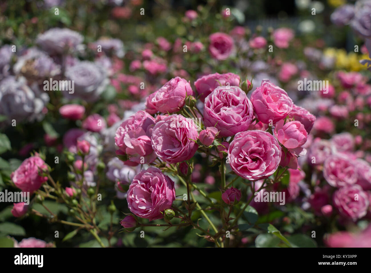 Blooming beautiful colorful roses in the garden background Stock Photo ...