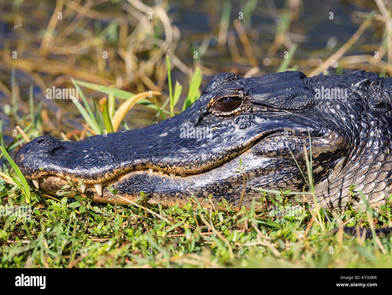 The headshot of an alligator in the swamps of the Florida Everglades ...