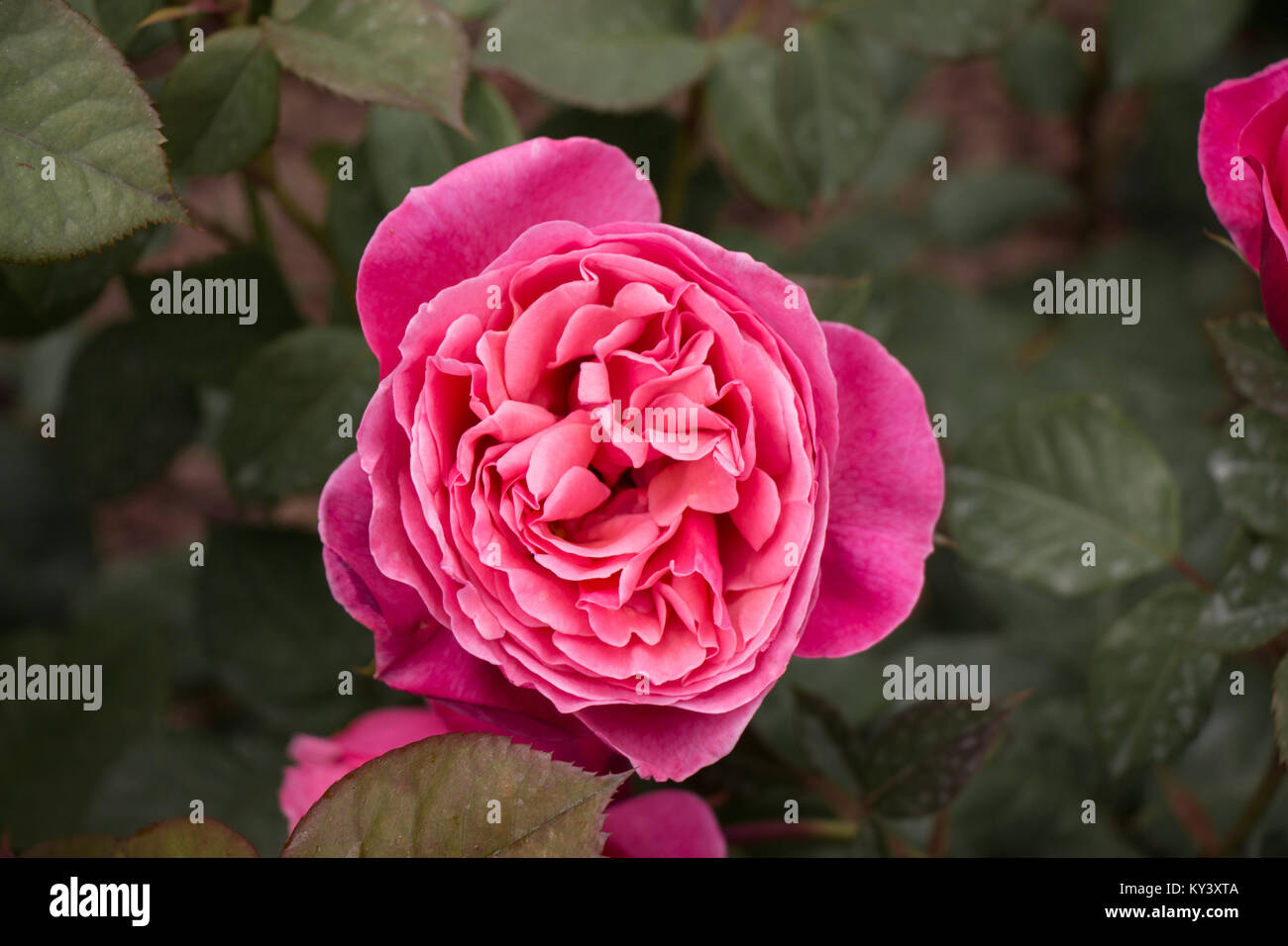 Beautiful colorful Rose Flower on garden background Stock Photo - Alamy