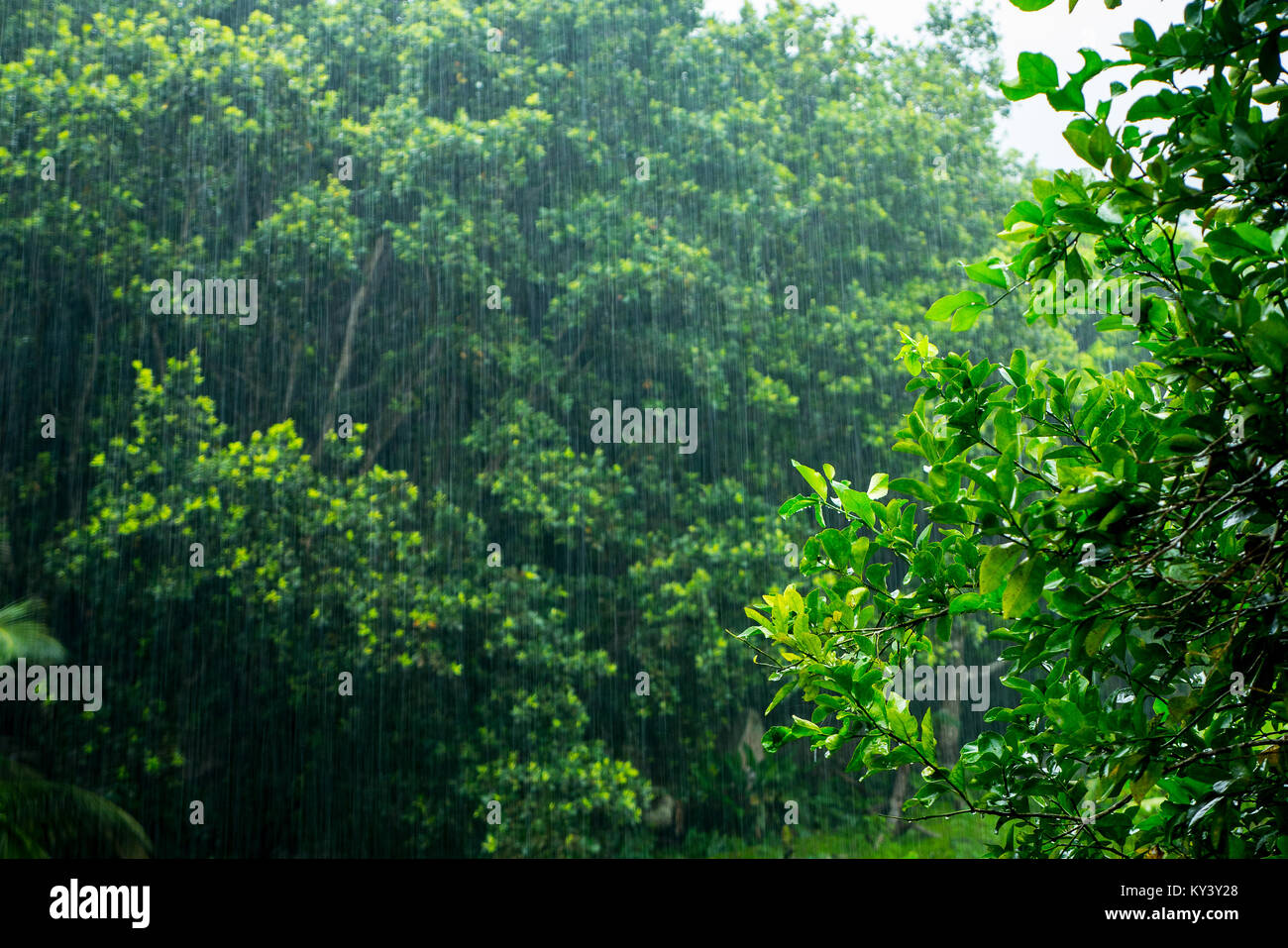 Dense foliage in jungle scene hi-res stock photography and images - Alamy
