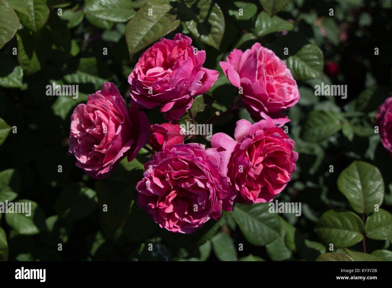 Rose garden full of beautiful fresh roses Stock Photo - Alamy