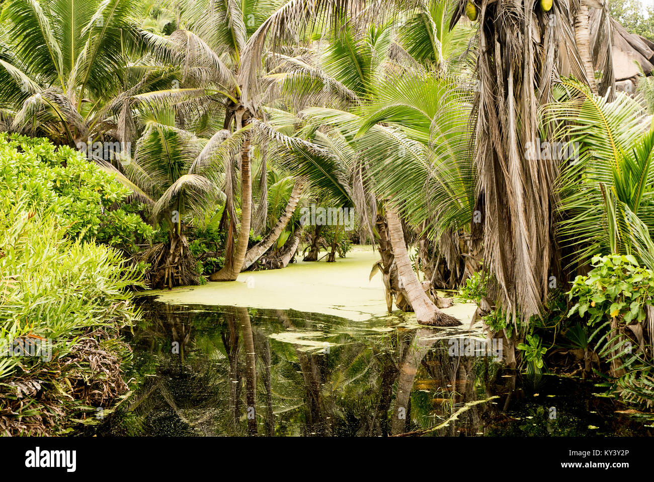 tropical marsh with exotic plants, La Digue, Seychelles Stock Photo - Alamy