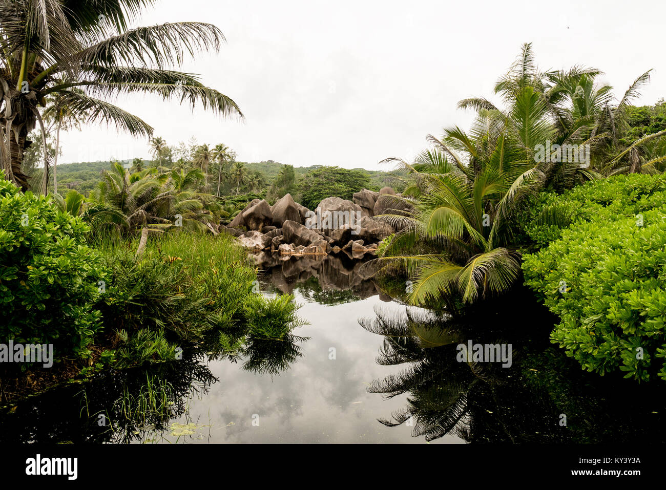 Tropical marsh hi-res stock photography and images - Alamy