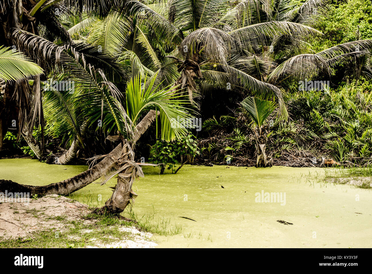 tropical marsh with exotic plants, La Digue, Seychelles Stock Photo - Alamy