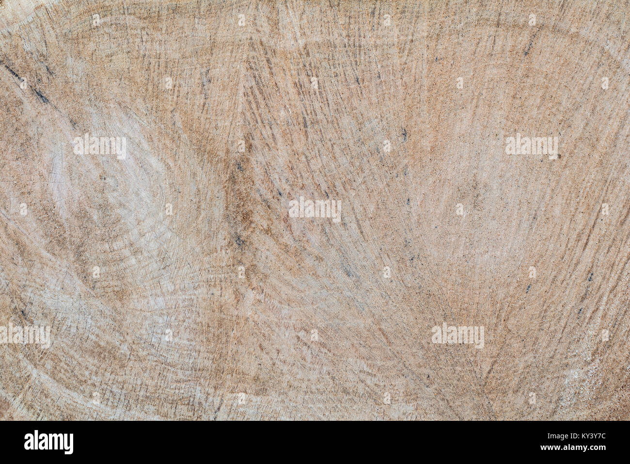 Oak texture sample, across view, inside view in the cut, oak structure ...