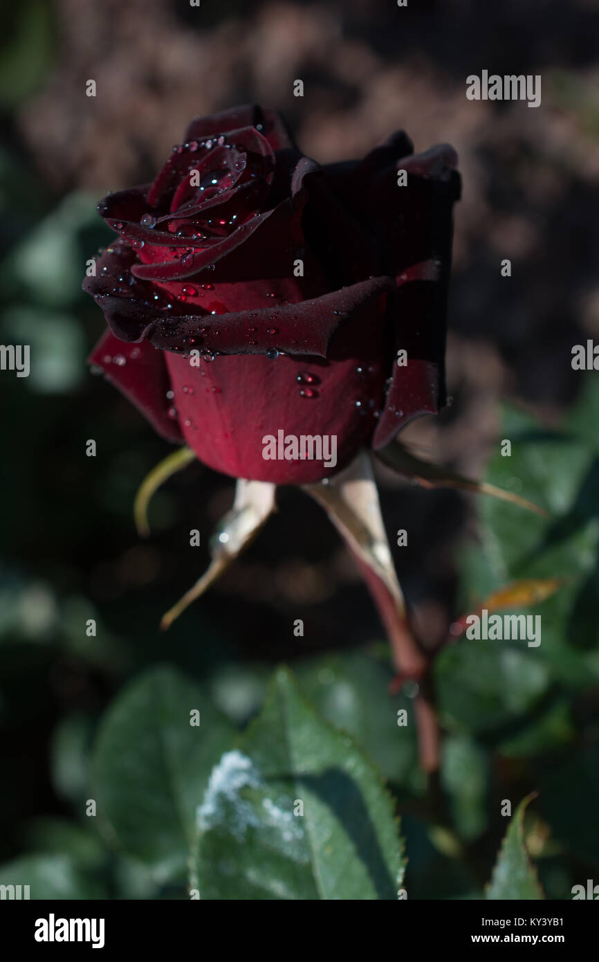 Beautiful colorful Rose Flower on garden background Stock Photo - Alamy