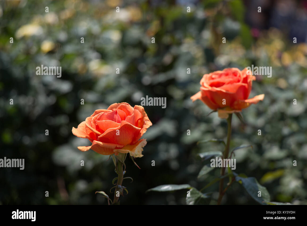 Blooming beautiful colorful roses in the garden background Stock Photo ...