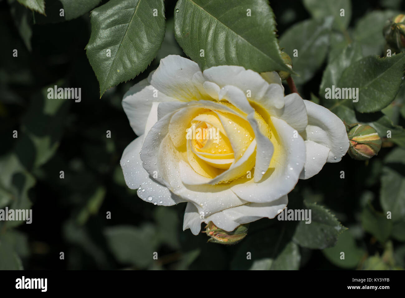 Beautiful colorful Rose Flower on garden background Stock Photo - Alamy