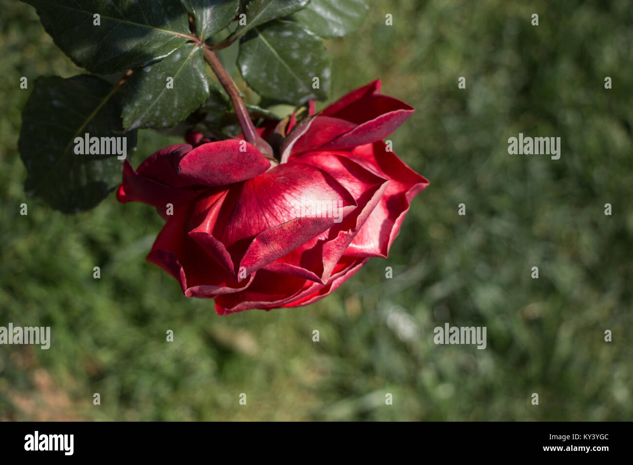 Beautiful colorful Rose Flower on garden background Stock Photo - Alamy