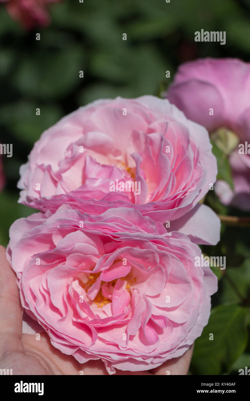 Blooming beautiful colorful roses in the garden background Stock Photo ...