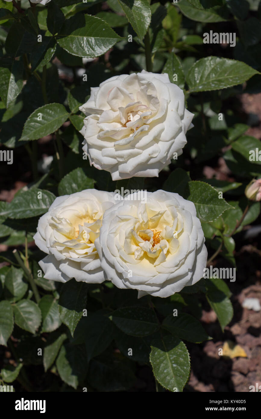 Blooming beautiful colorful roses in the garden background Stock Photo ...