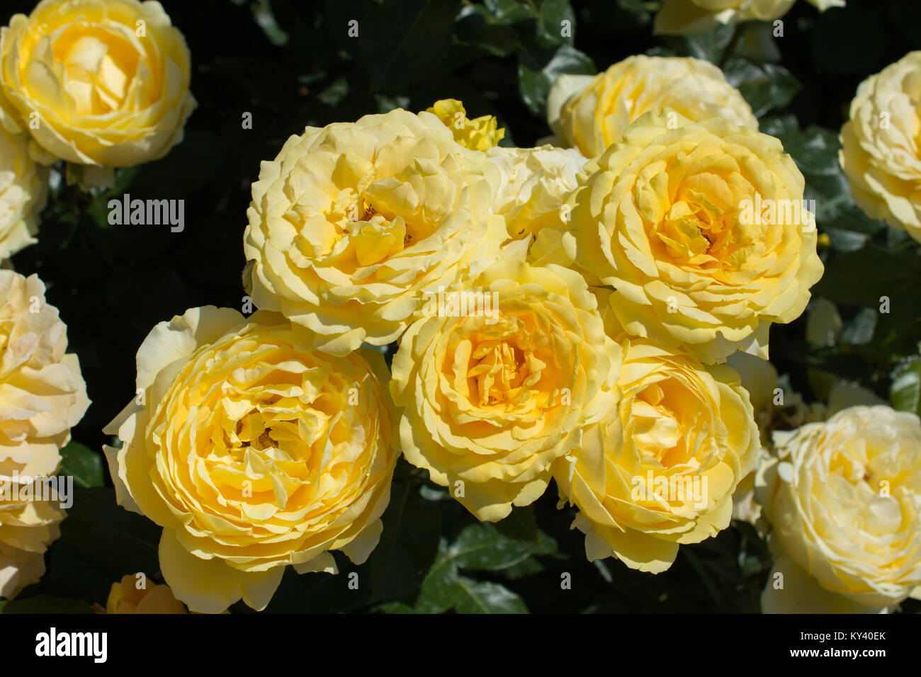 Blooming beautiful colorful roses in the garden background Stock Photo ...